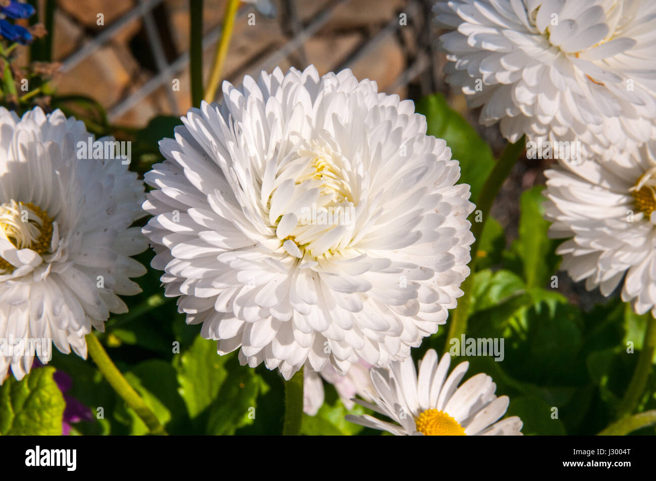 White Leucanthemum vulgare (Leucanthemum vulgare) is a perennial ...