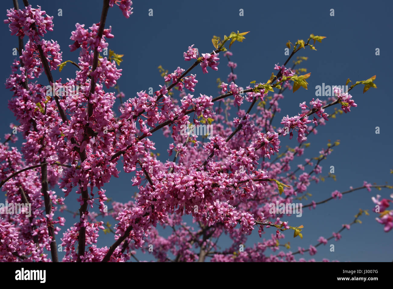 April in New York Stock Photo - Alamy