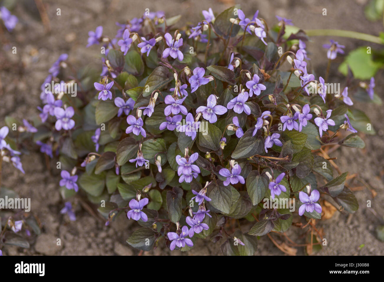 Cluster of Viola labradorica flowers in full bloom Alpine dog violet ...