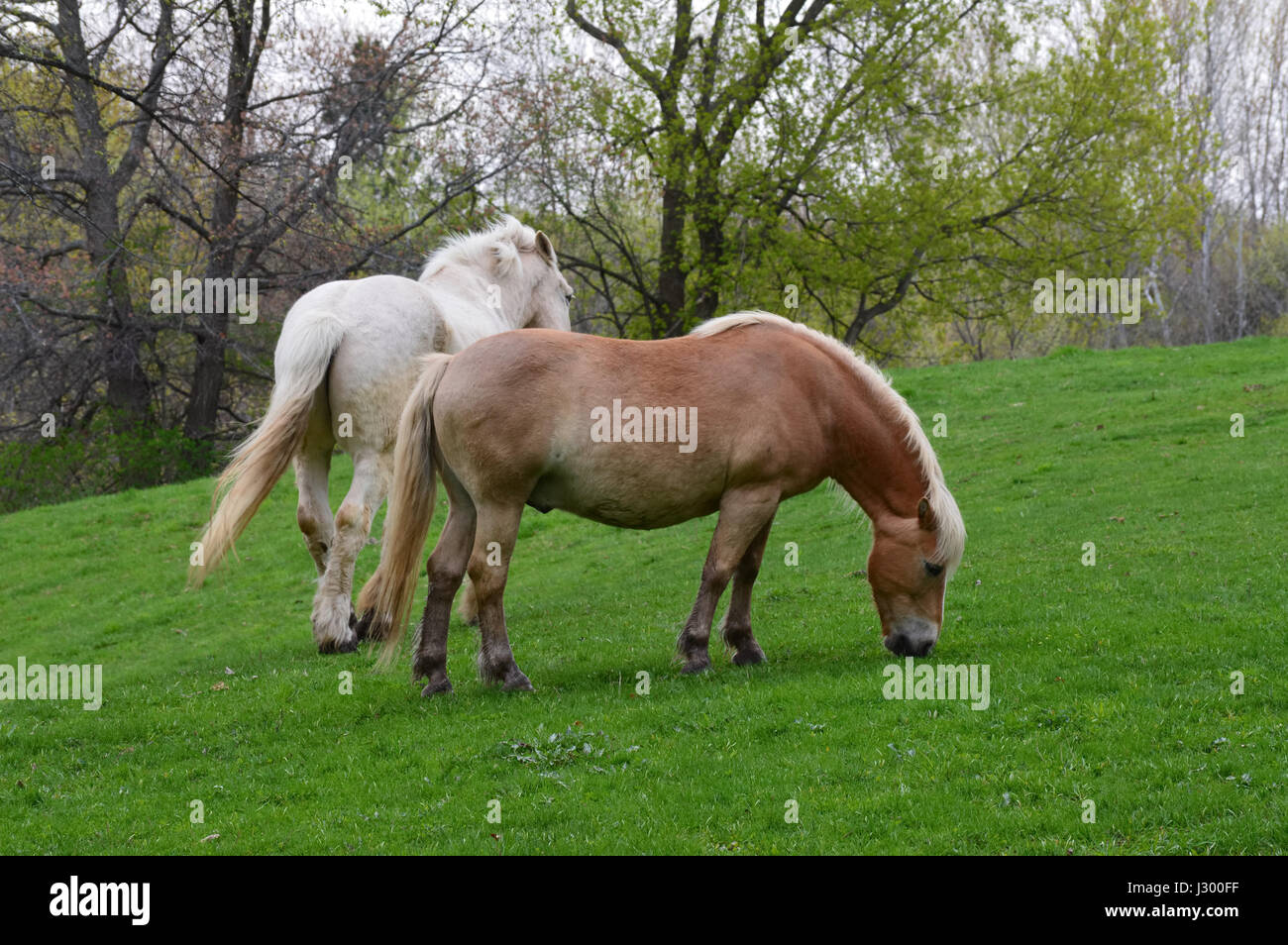 Horses at the farm Stock Photo - Alamy