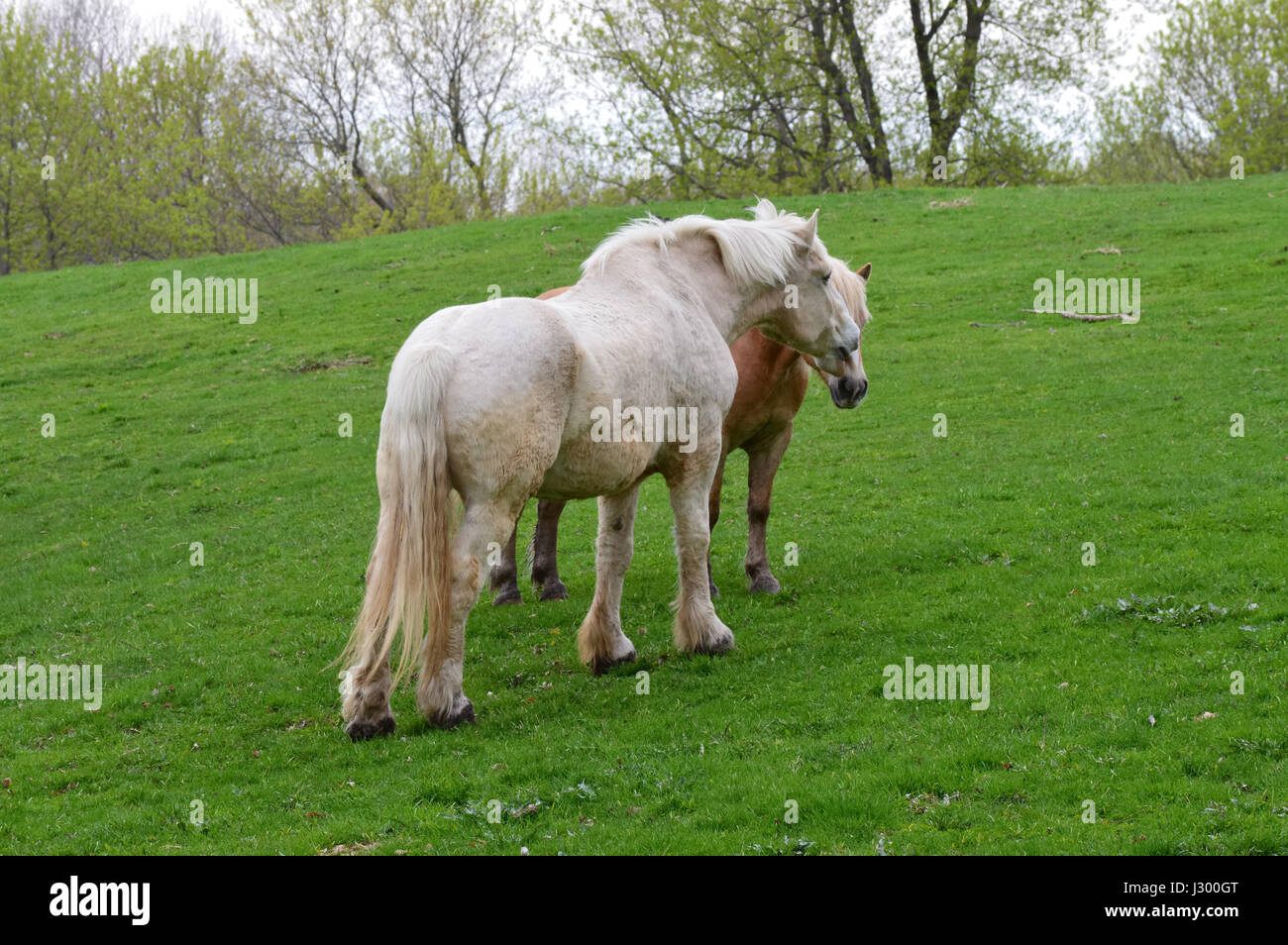 Horses at the farm Stock Photo - Alamy