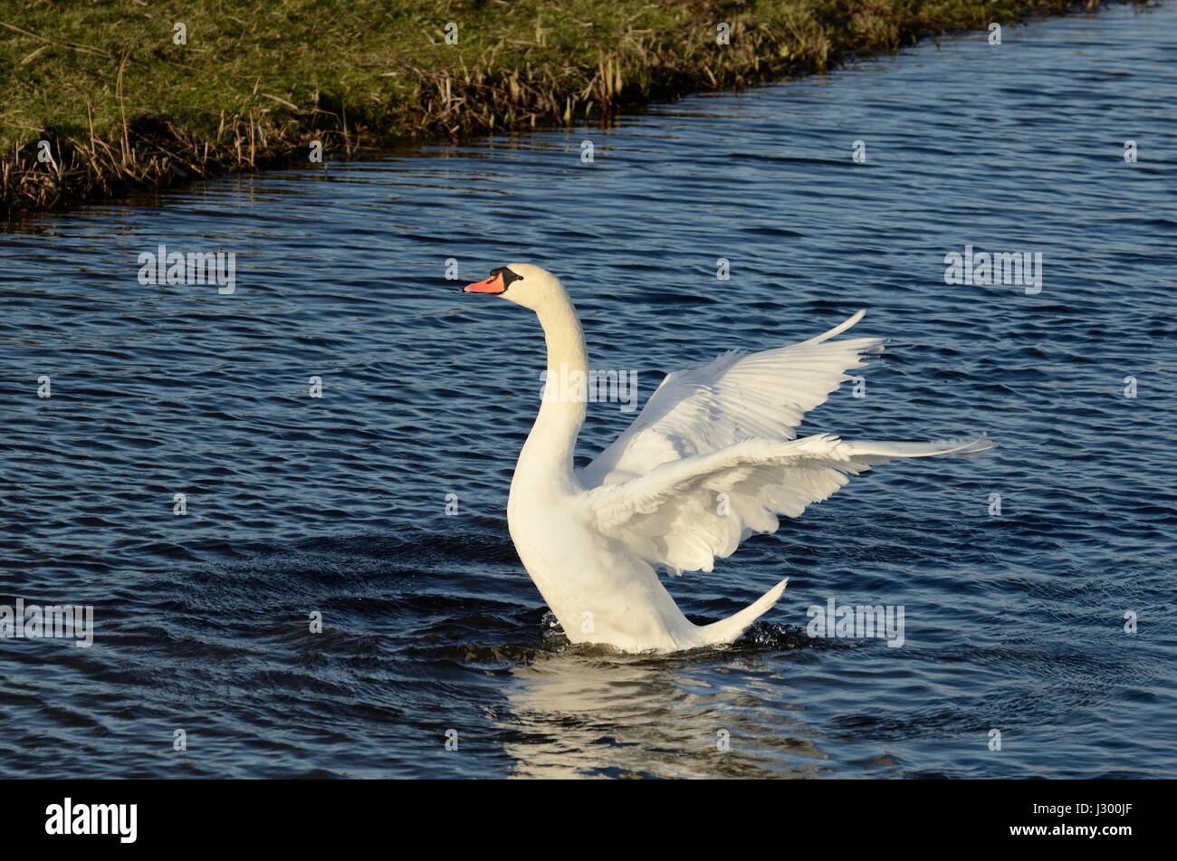 A beautiful swan spreading his wings Stock Photo - Alamy