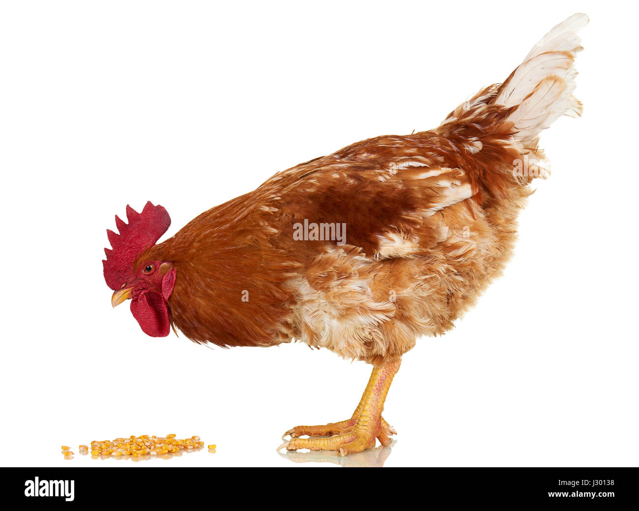 Rooster on white background, isolated object, live chicken, one closeup ...