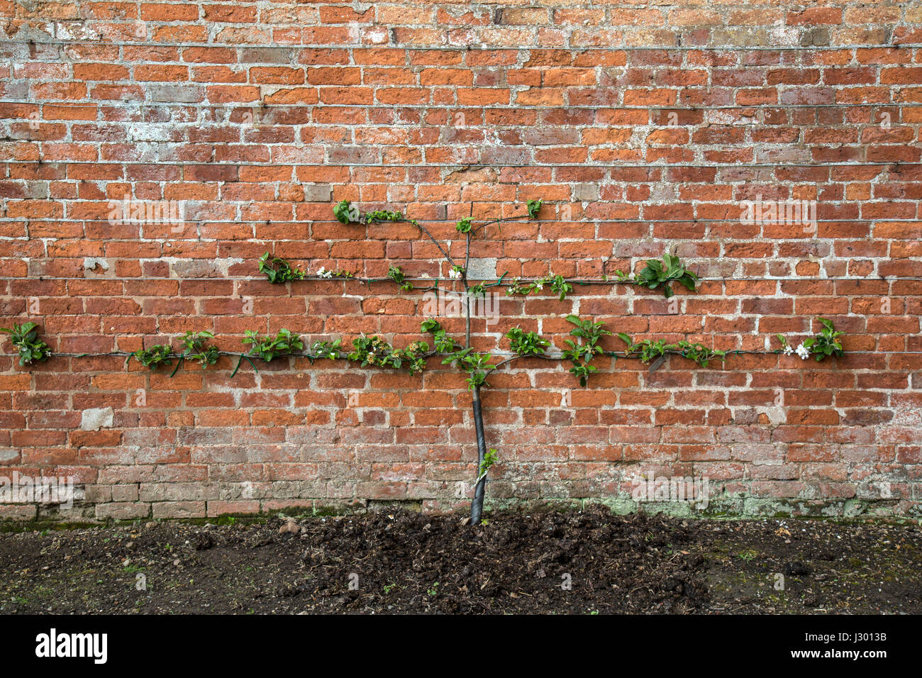 Wall trained hi-res stock photography and images - Alamy