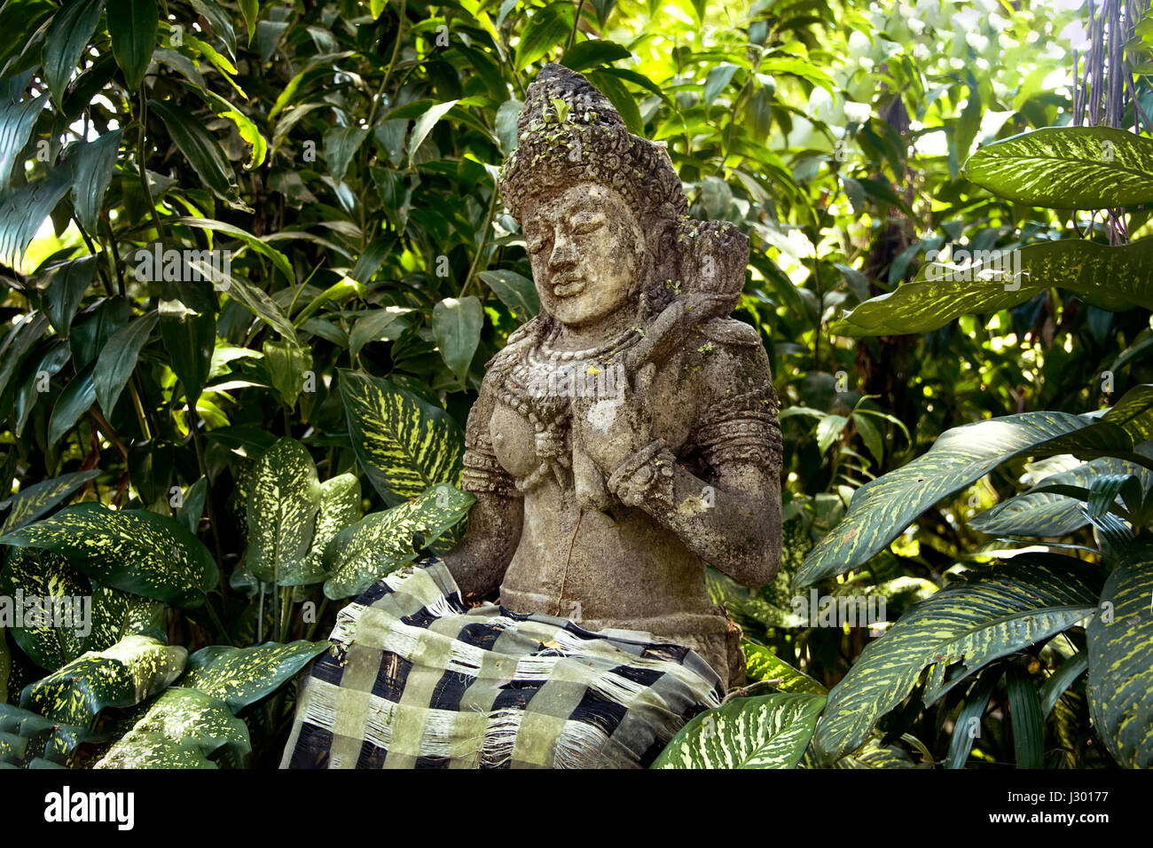 Giant root ancient rainforest tree hi-res stock photography and images ...