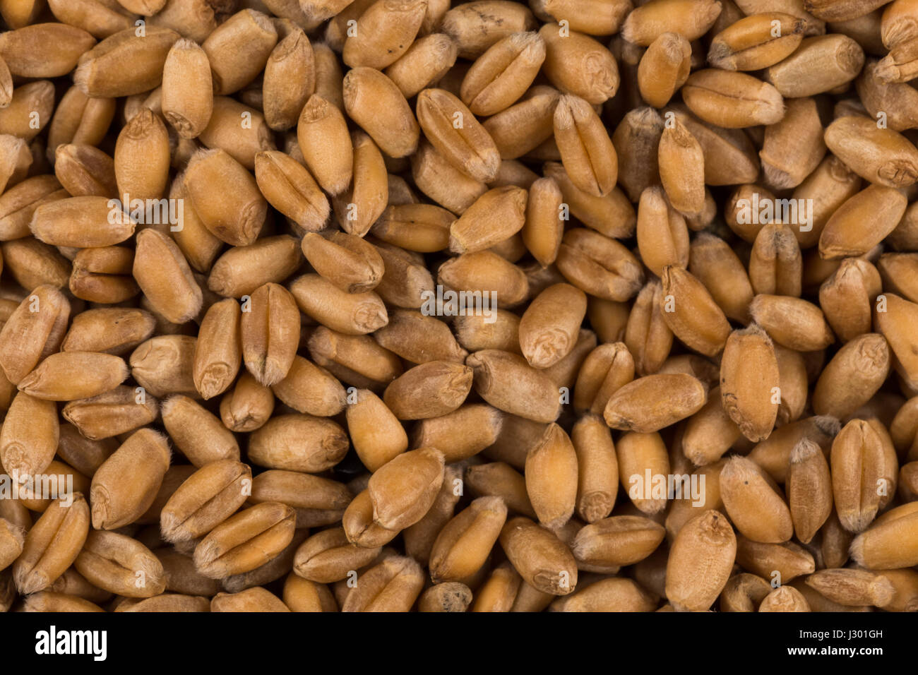 whole background of raw wheat grain closeup Stock Photo - Alamy