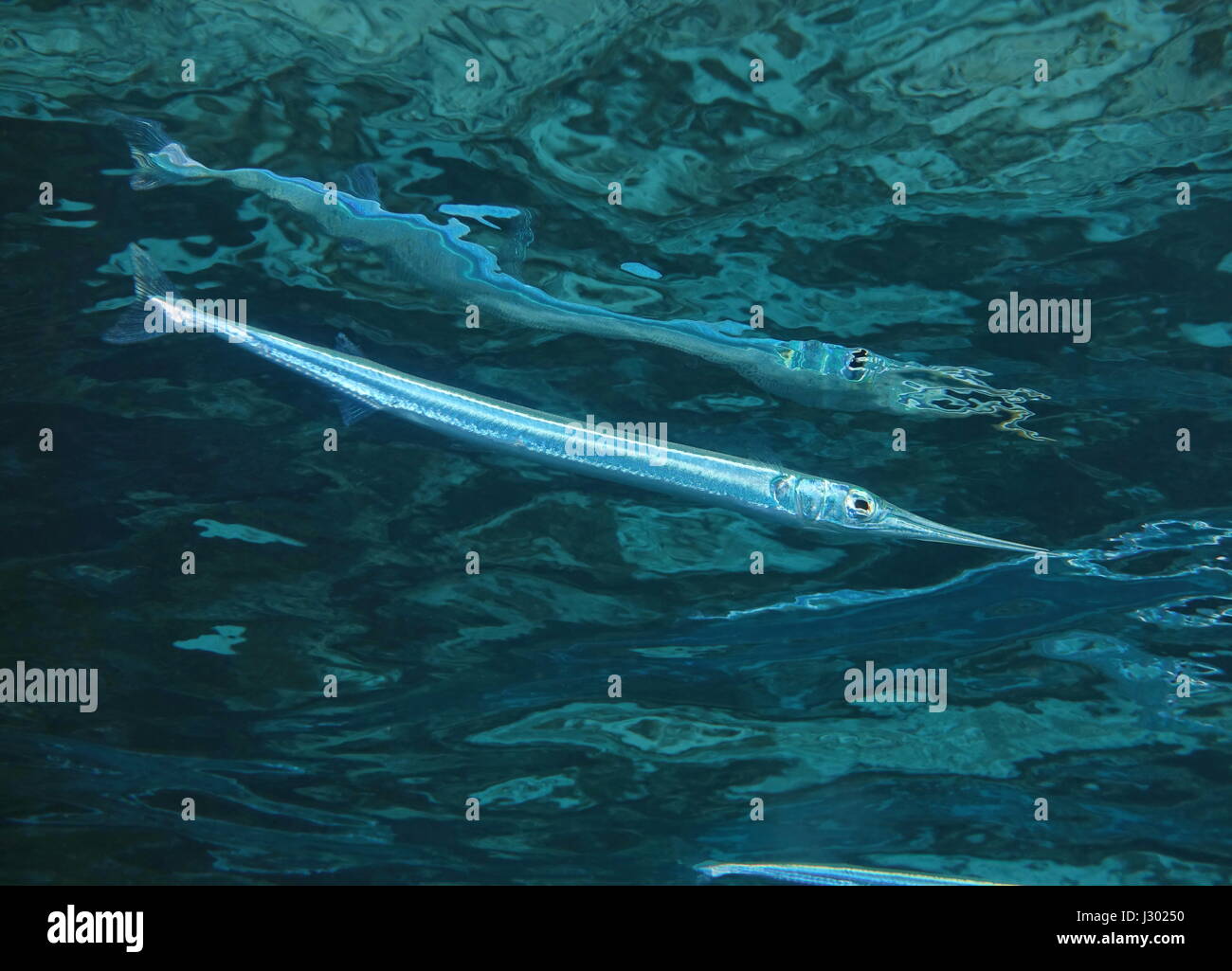 Pacific needlefish hi-res stock photography and images - Alamy
