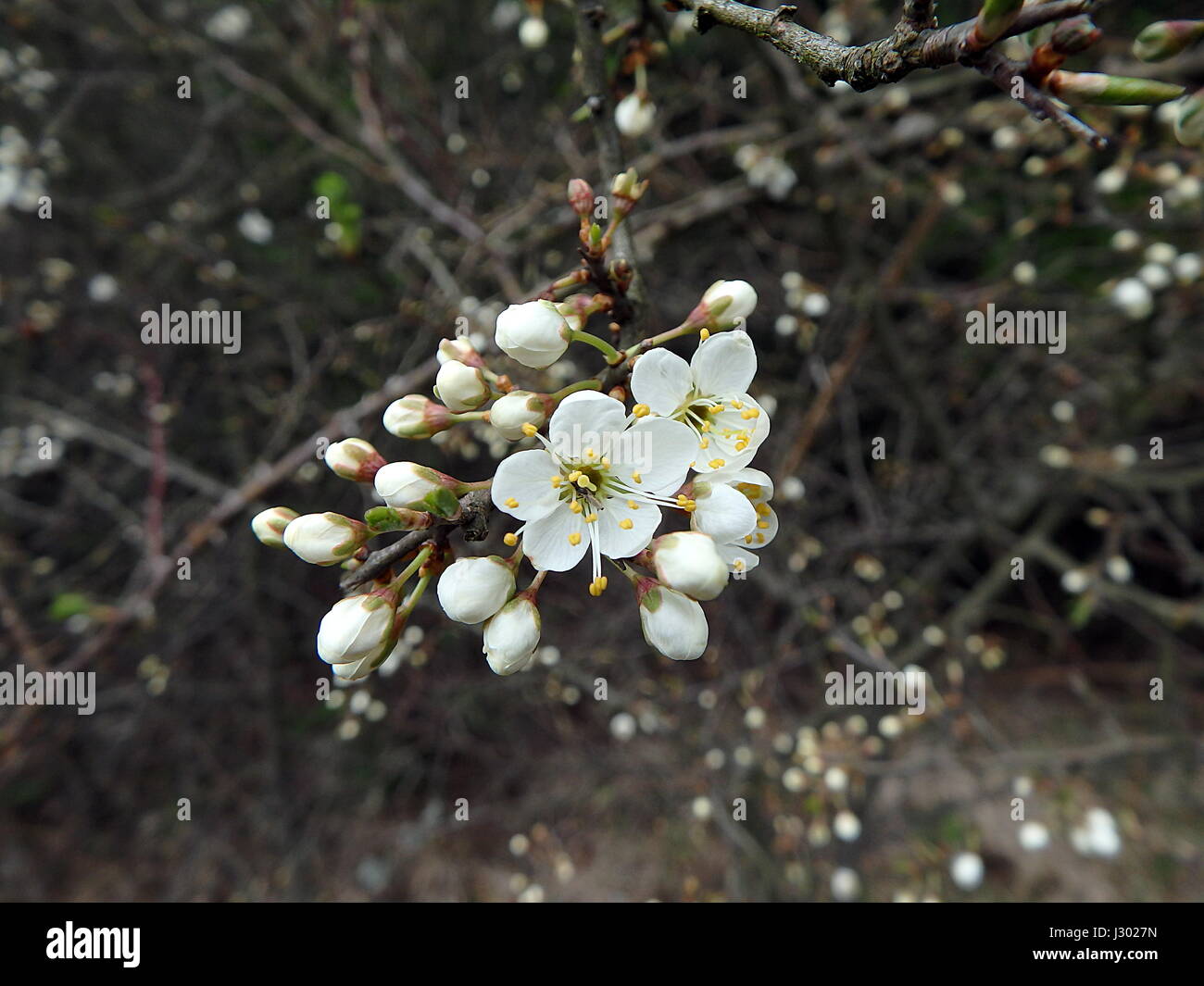 Sloe Bush In Flower High Resolution Stock Photography and Images - Alamy