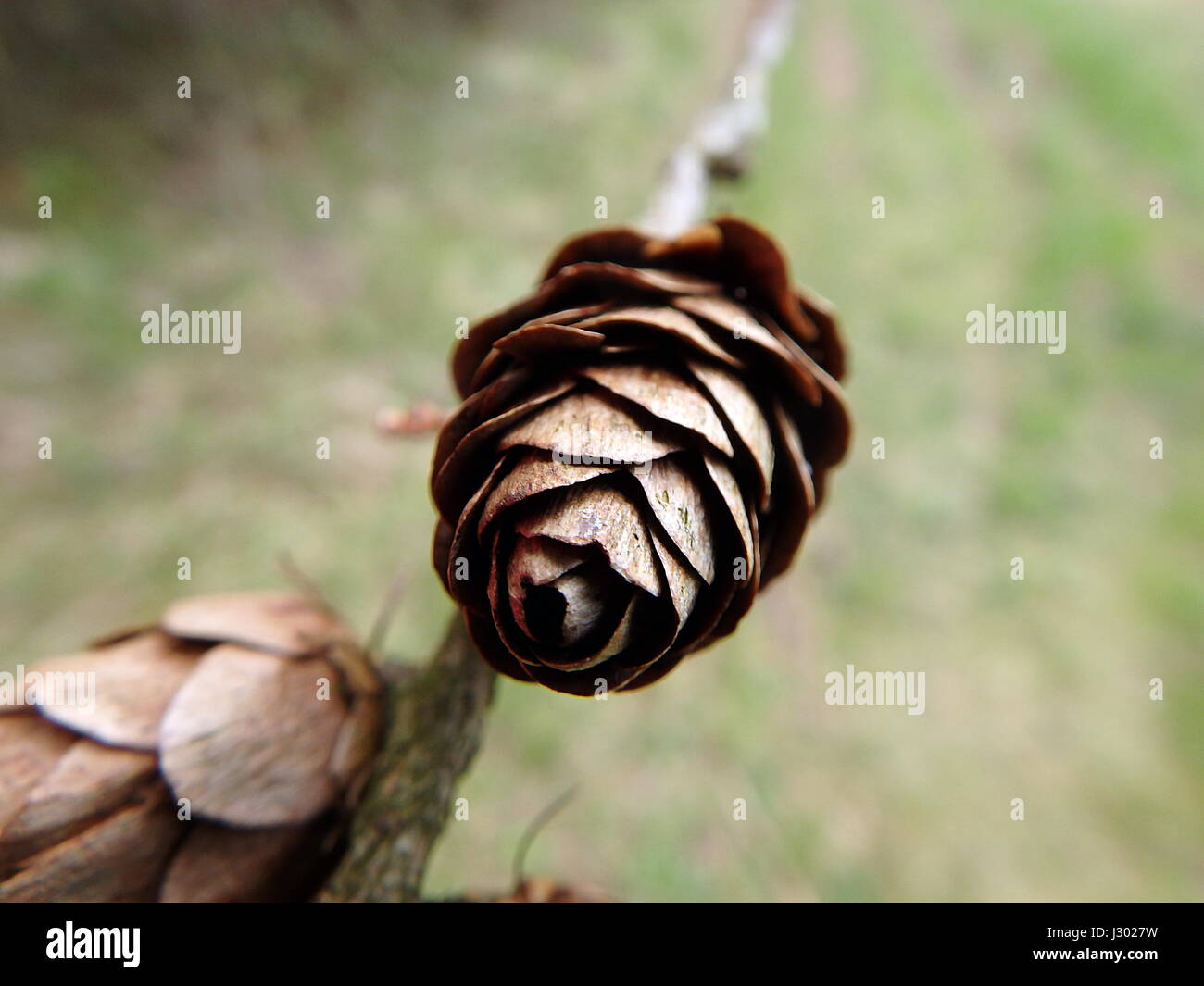 larch cones - branch - closeup,(Larix decidua Stock Photo - Alamy