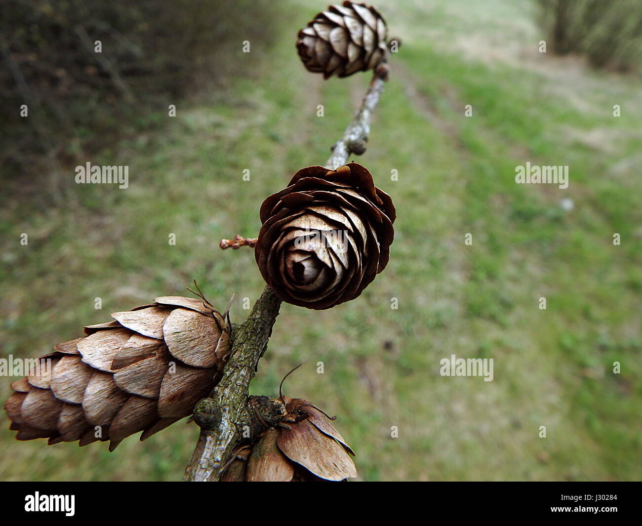 larch cones - branch - closeup,(Larix decidua Stock Photo - Alamy