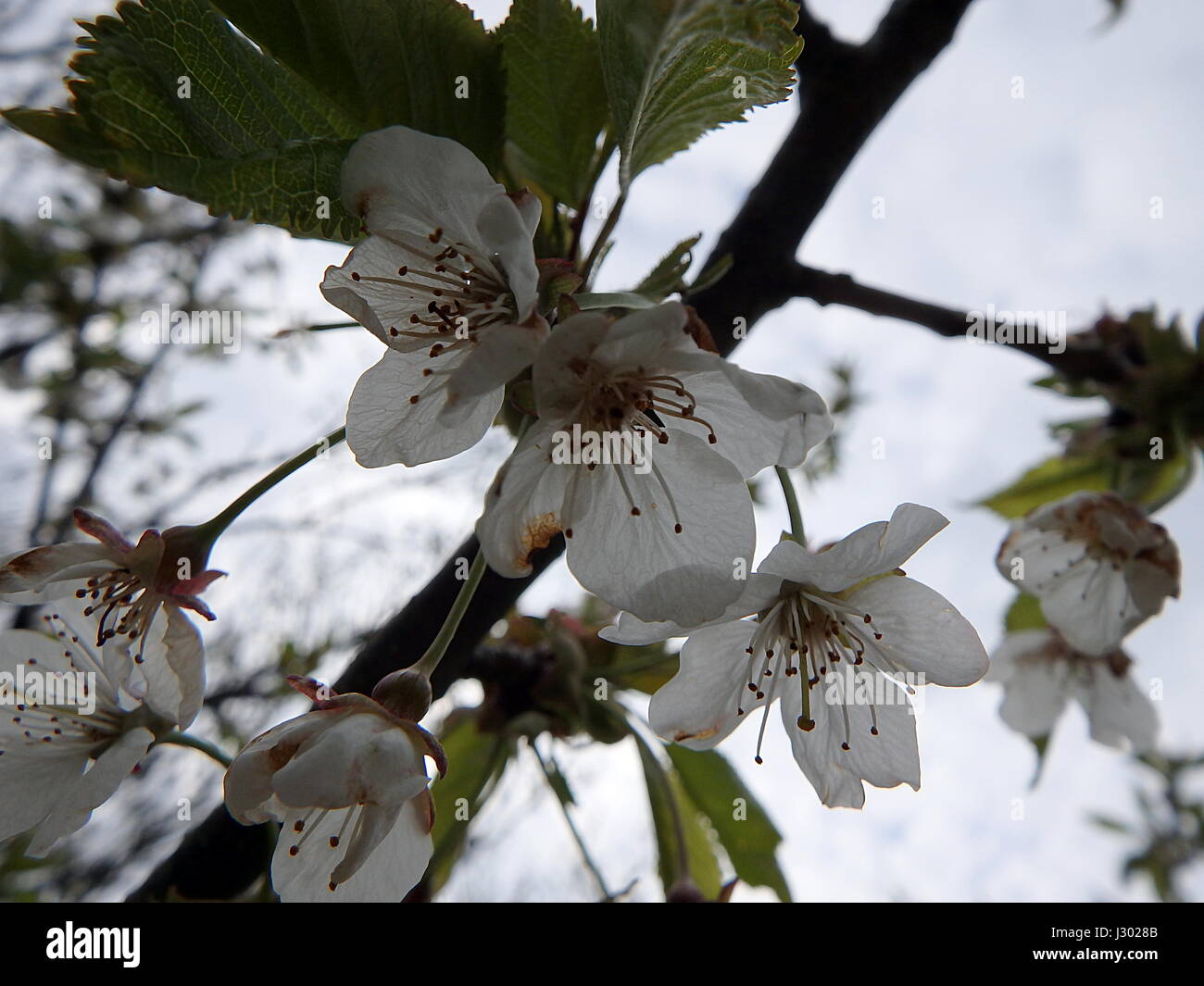 White cherry blossom Stock Photo - Alamy