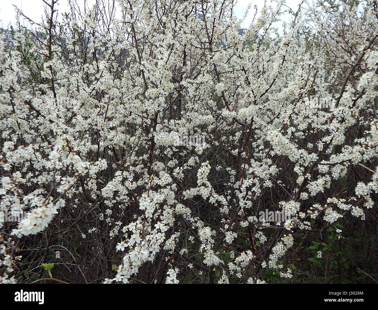 Sloe flower, Blackthorn flowers in spring,(Prunus spinosa Stock Photo ...