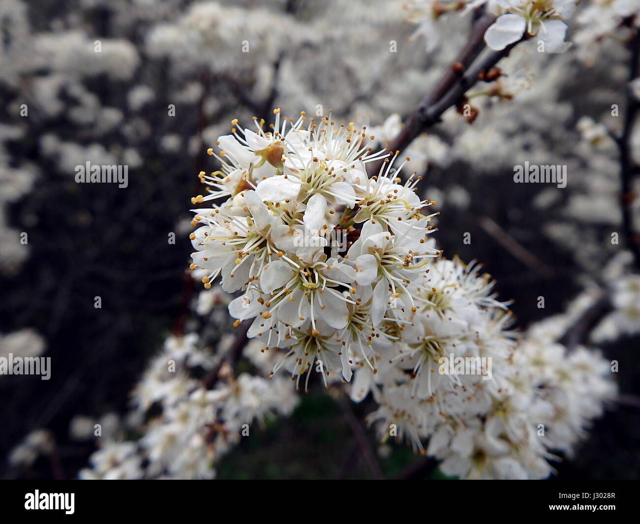 Sloe flower, Blackthorn flowers in spring,(Prunus spinosa Stock Photo ...