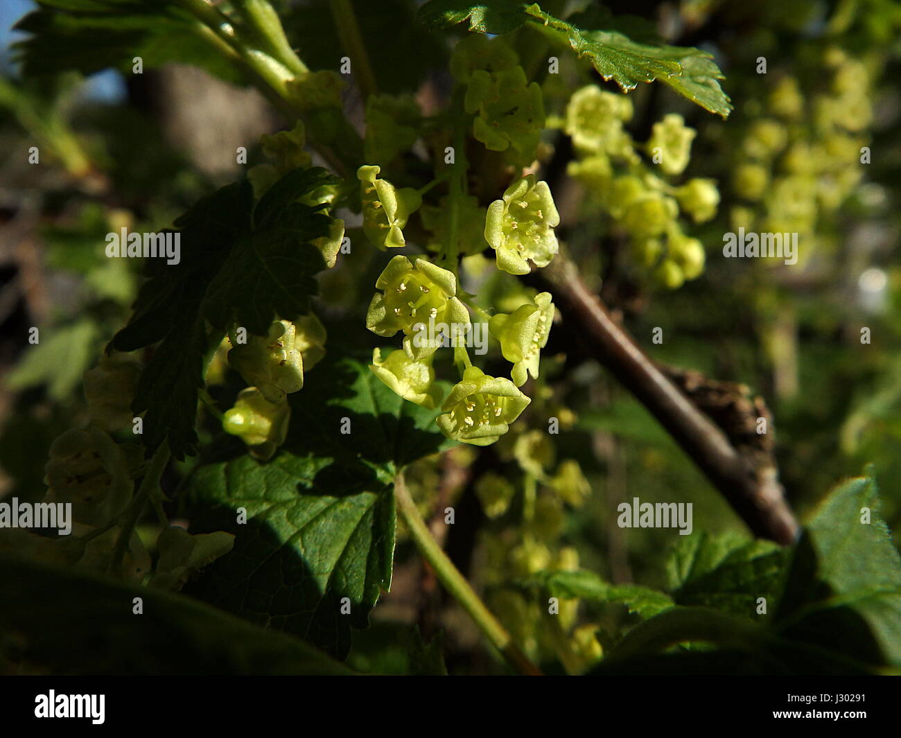 Flower of currant Stock Photo - Alamy