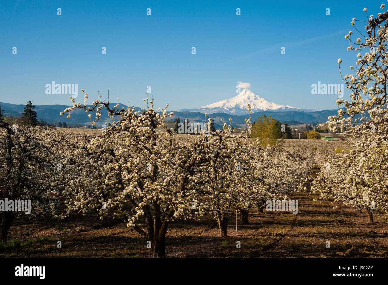 Blooming apple orchards and Mount Hood, Hood River Valley, Oregon Stock ...