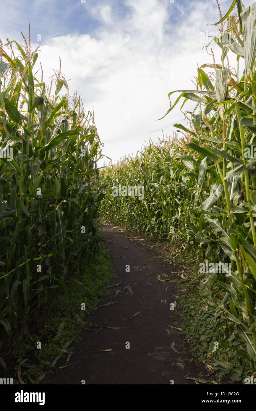 Corn maze alberta hi-res stock photography and images - Alamy