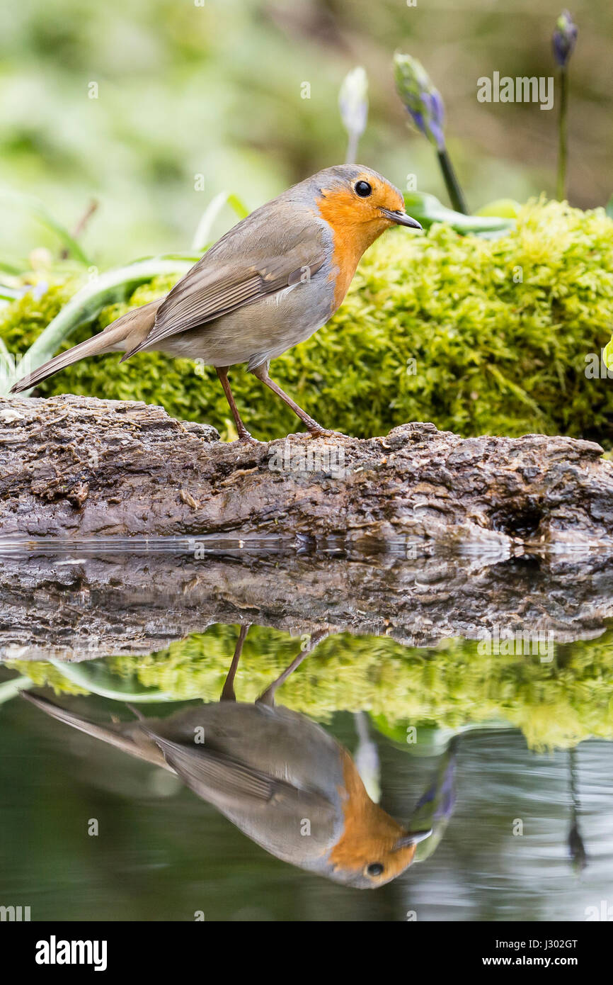 A robin in a rural woodland setting Stock Photo - Alamy