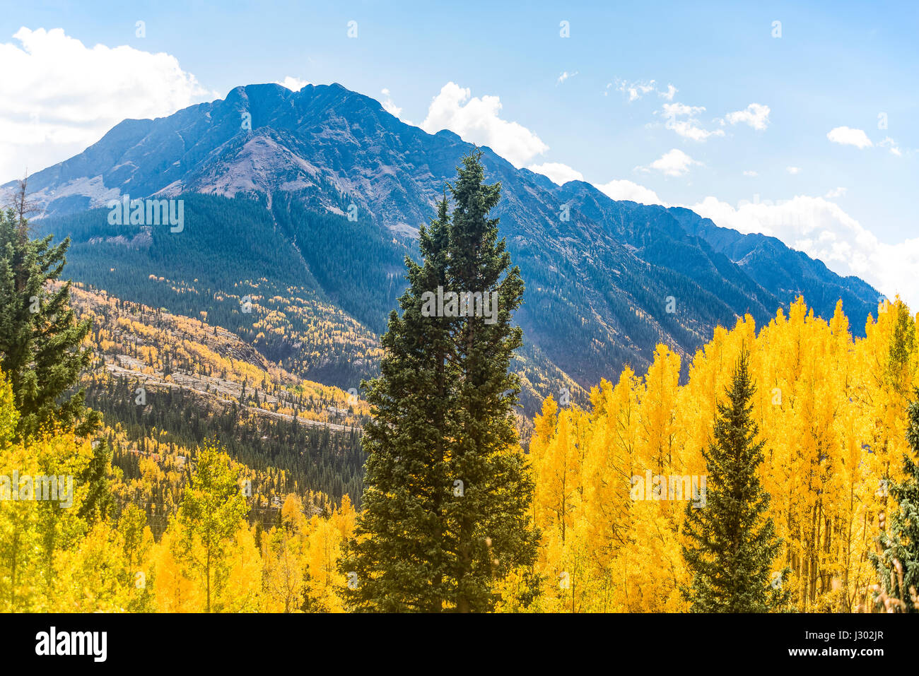 View of golden aspen and pine forests in rocky mountains in Colorado ...