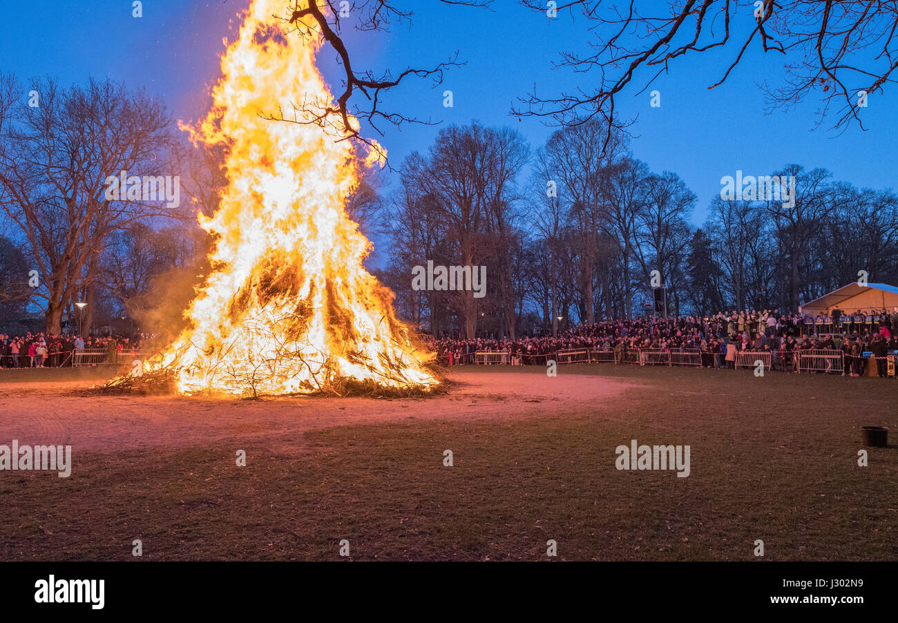 Traditional Swedish celebration of spring at Walpurgis night with ...