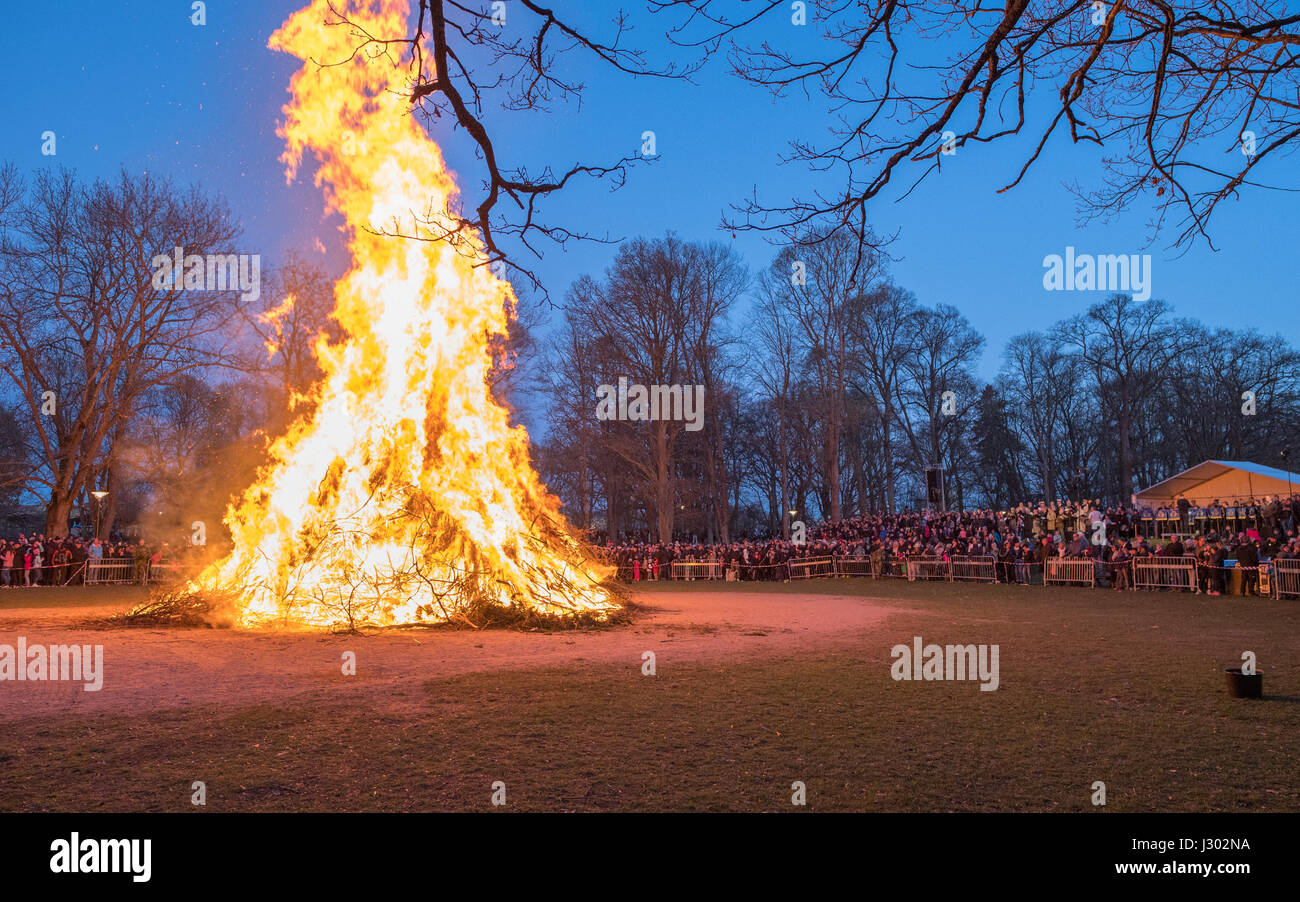 Traditional Swedish celebration of spring at Walpurgis night with ...