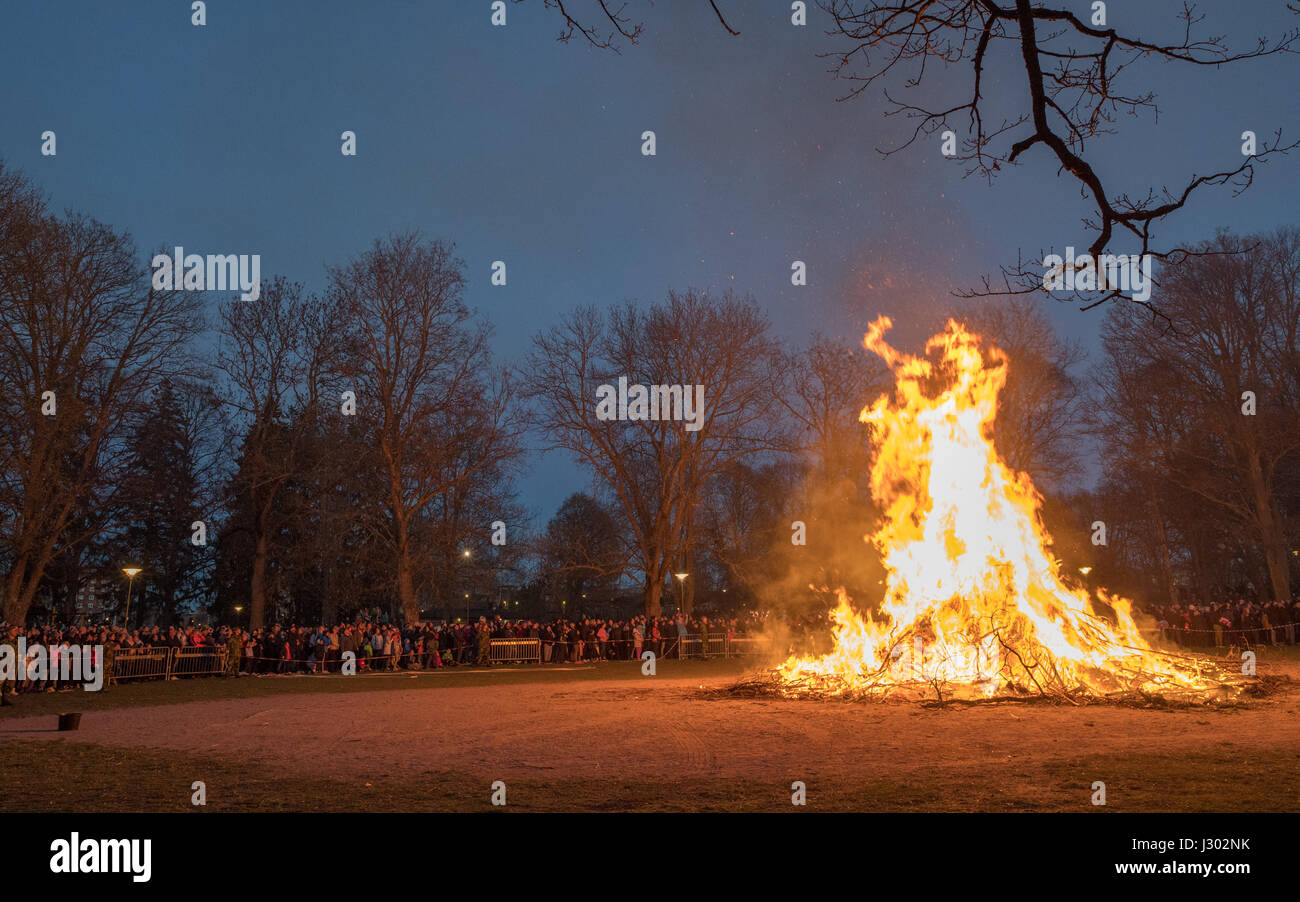 Traditional Swedish celebration of spring at Walpurgis night with ...