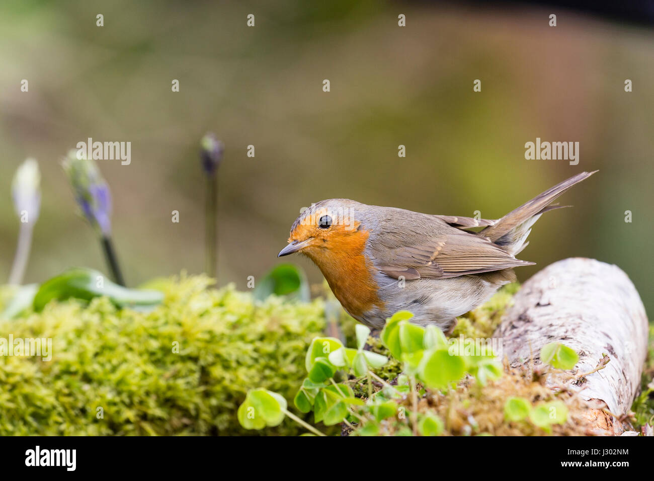 A robin in a rural woodland setting Stock Photo - Alamy