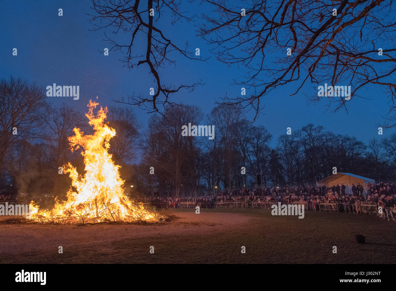 Traditional Swedish celebration of spring at Walpurgis night with ...