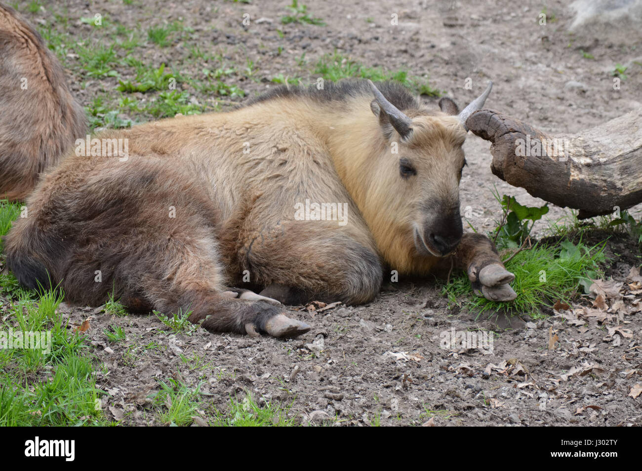 Adult goat hi-res stock photography and images - Alamy