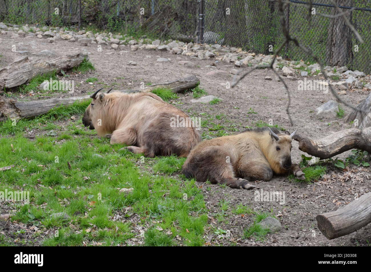 Adult goat hi-res stock photography and images - Alamy