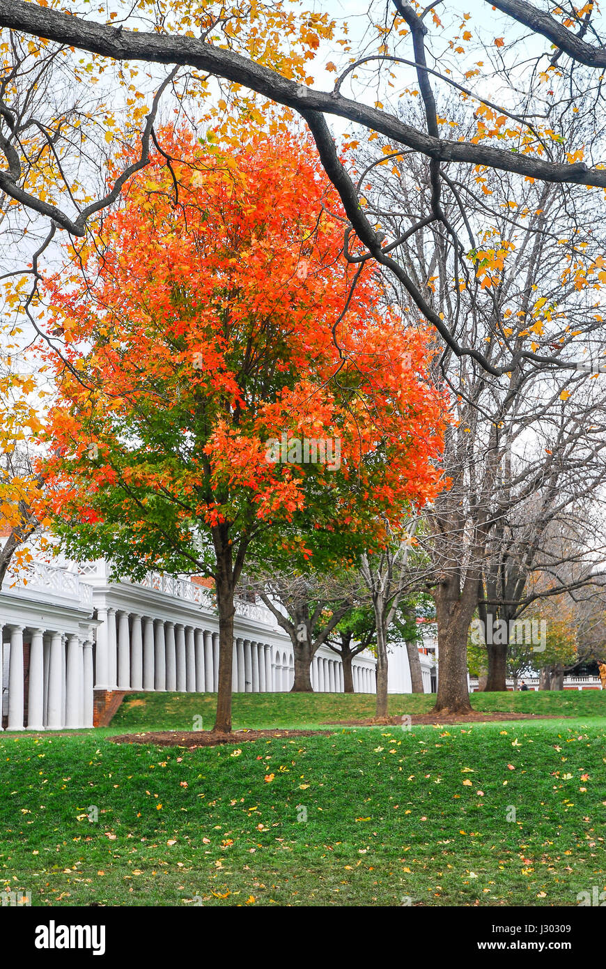 Charlottesville, USA - November 1, 2012: Bright orange autumn tree with ...