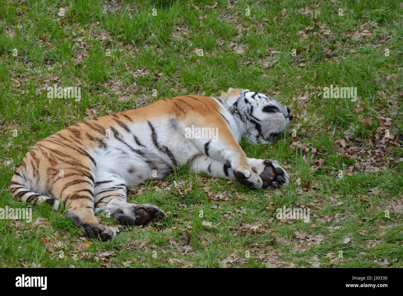 Tiger white belly hi-res stock photography and images - Alamy
