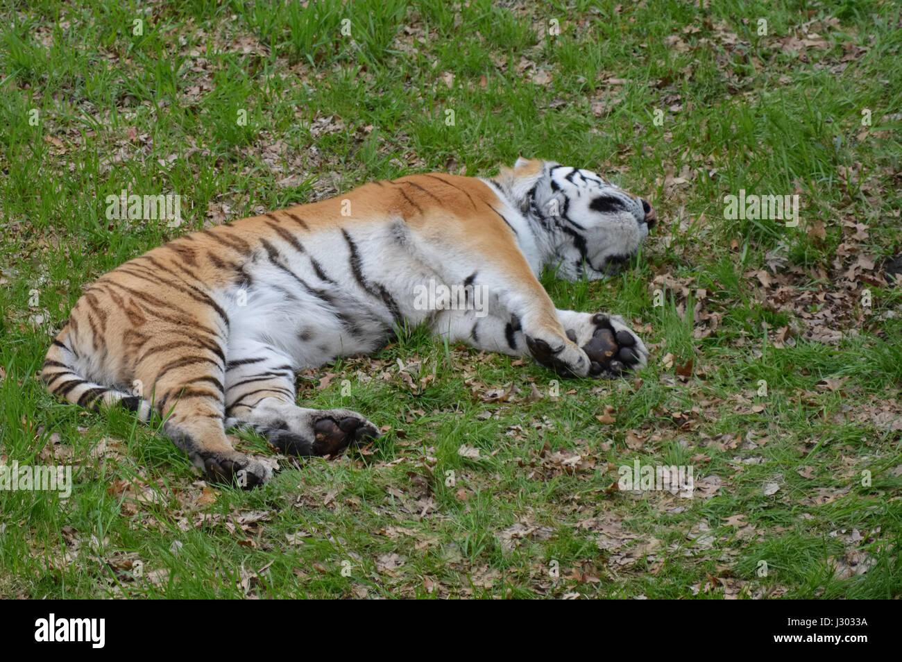 White tiger sleeping hi-res stock photography and images - Alamy