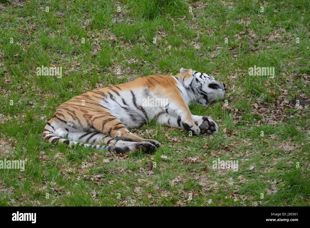 Tiger belly hi-res stock photography and images - Alamy