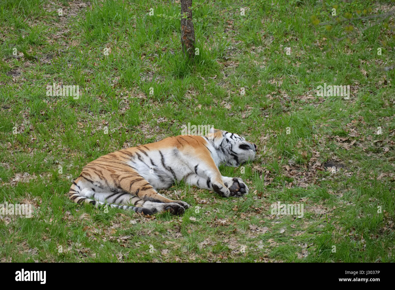 Tiger white belly hi-res stock photography and images - Alamy