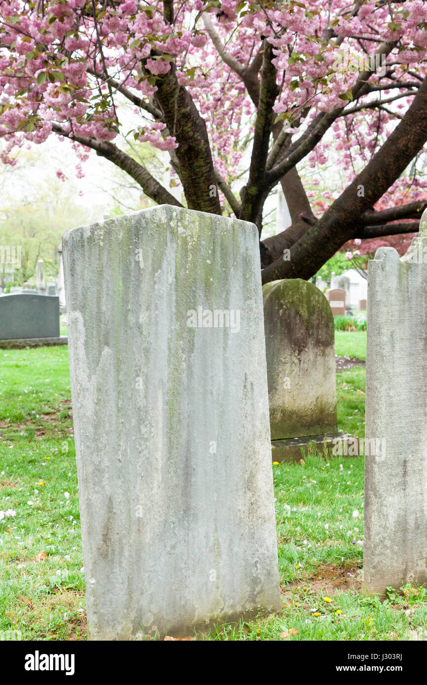 A cherry tree blooms in spring behind old tombstones in a cemetery ...