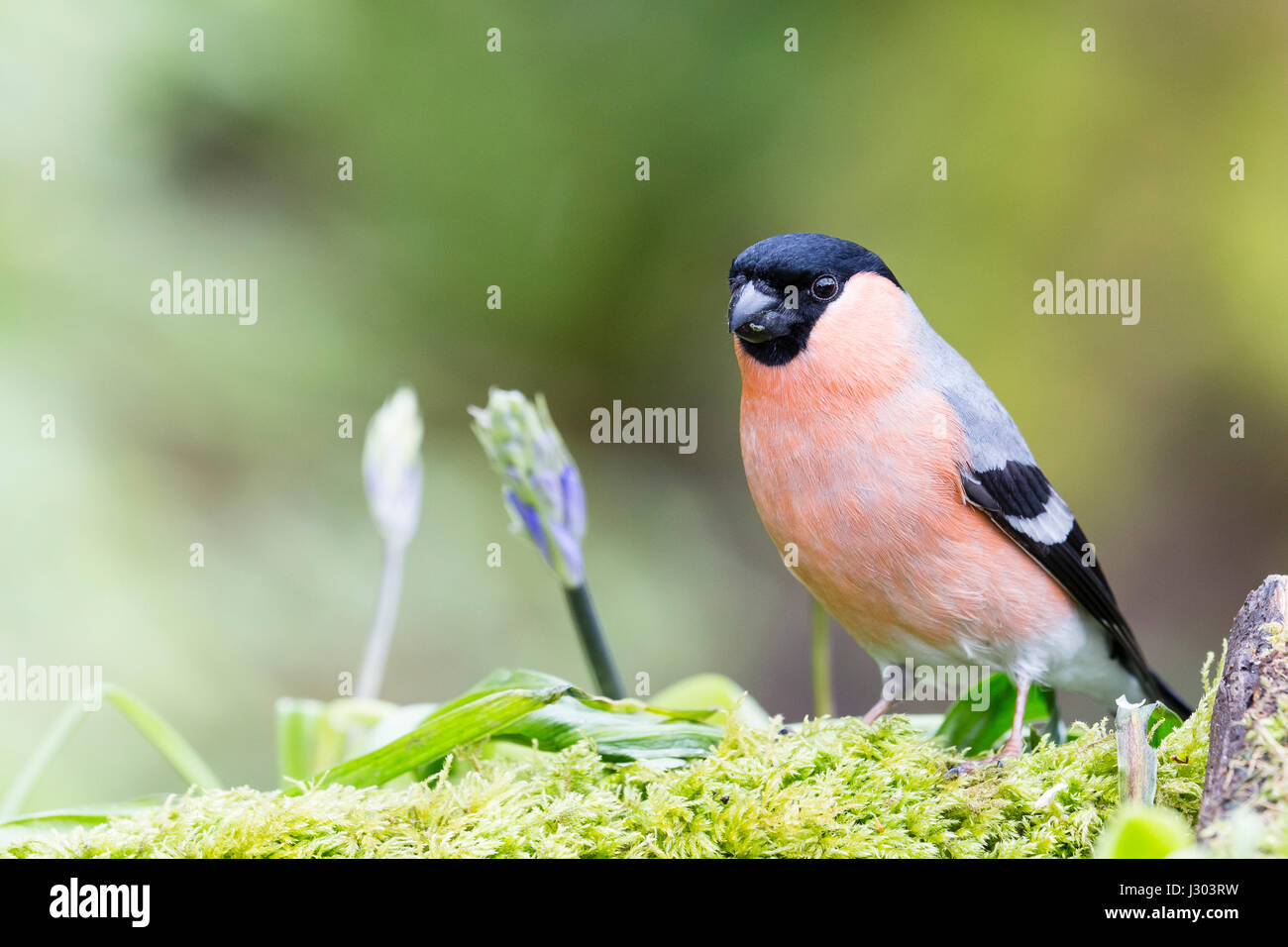 Bull finches hi-res stock photography and images - Alamy