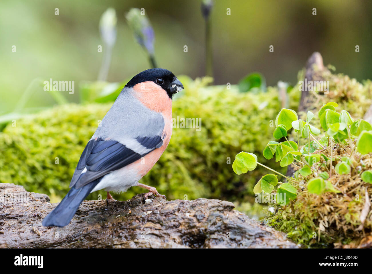 Bull finches hi-res stock photography and images - Alamy