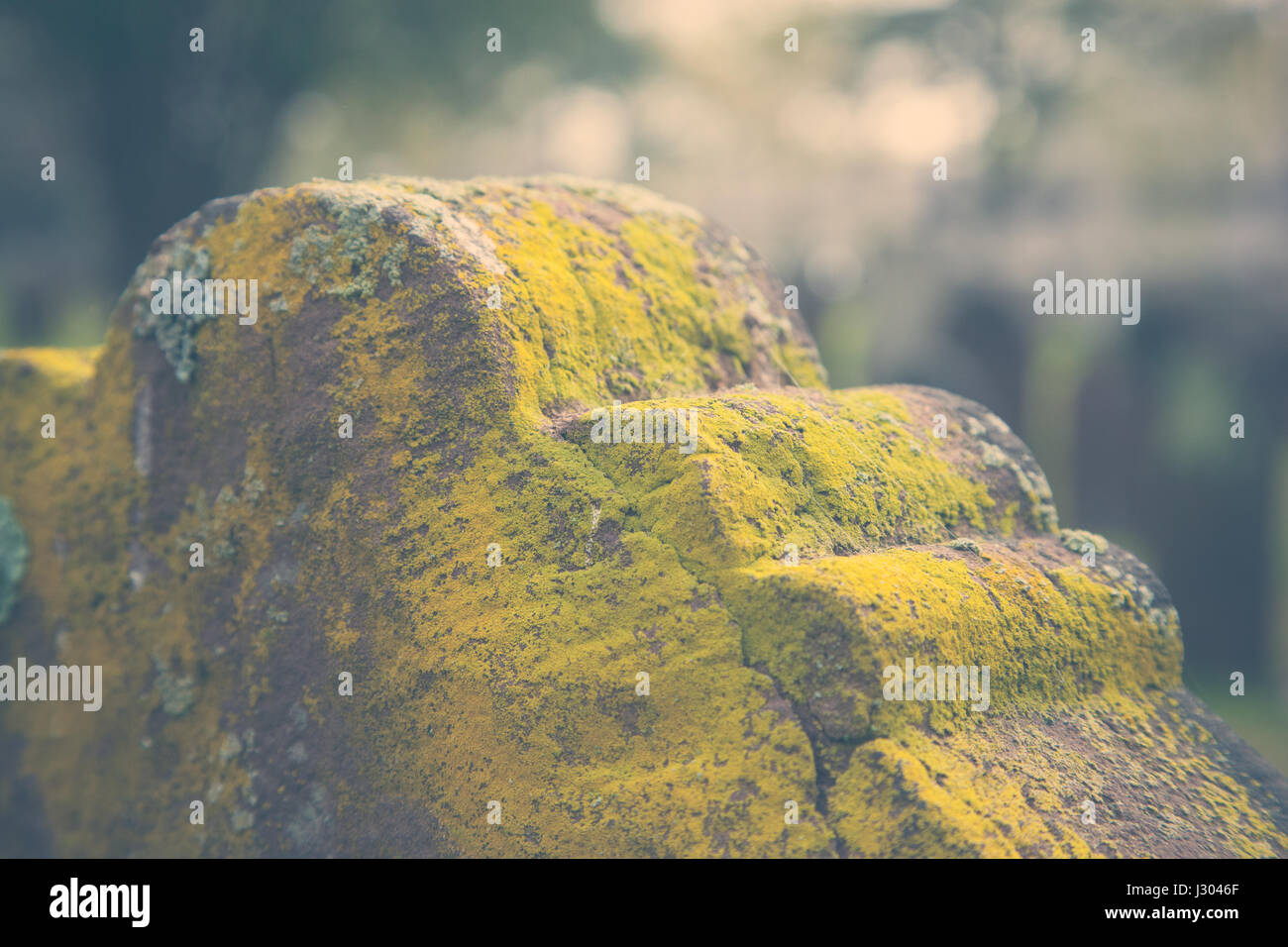 A closeup of moss on an old tombstone in a cemetery Stock Photo - Alamy