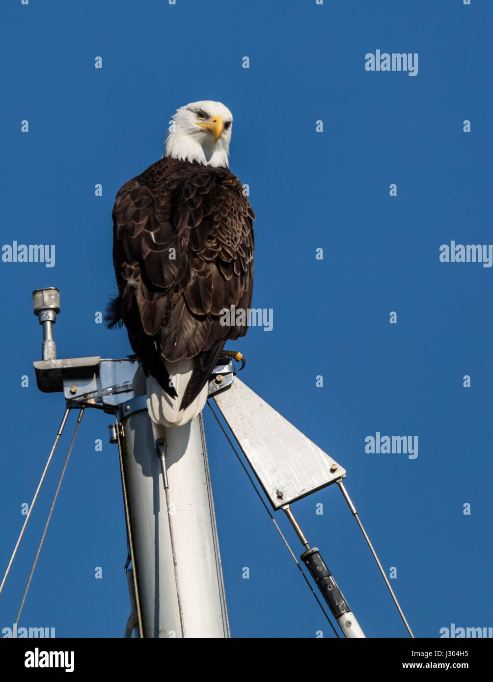 Eagle on a ship's mast in Stock Photo - Alamy