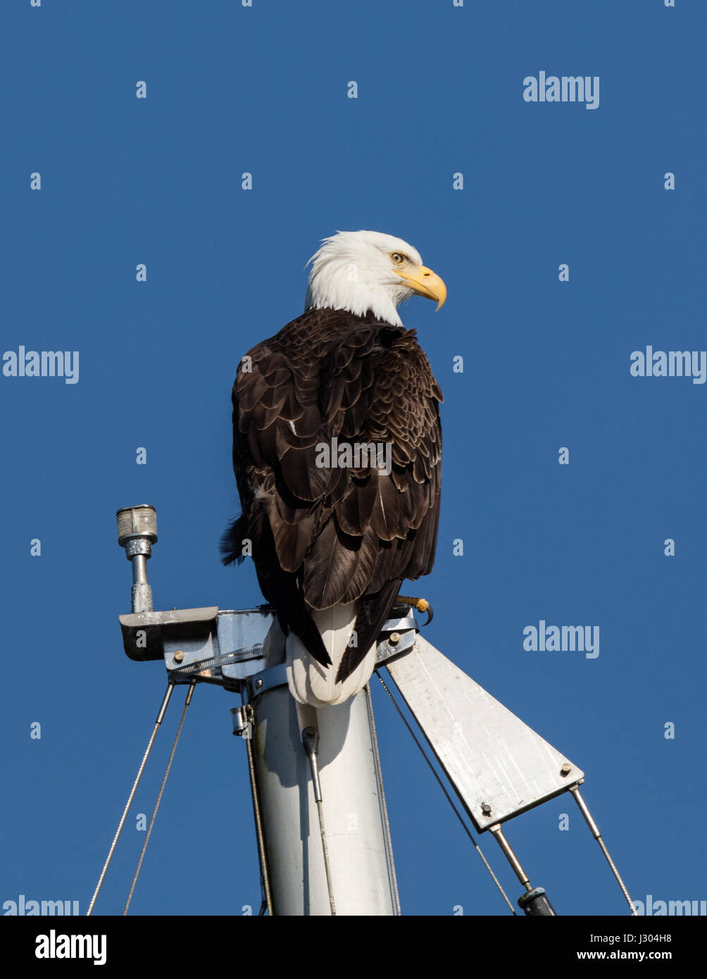 Ships beak hi-res stock photography and images - Alamy