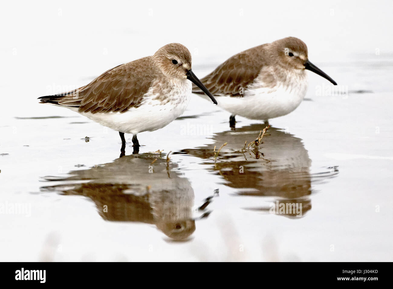Long legged sandpiper hi-res stock photography and images - Alamy
