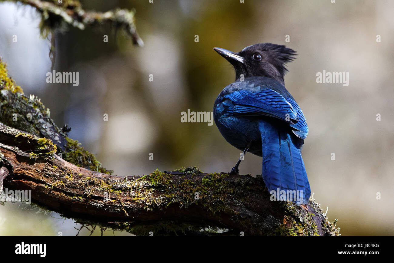 Stellers Jay - British Columbia's Official Bird Stock Photo - Alamy