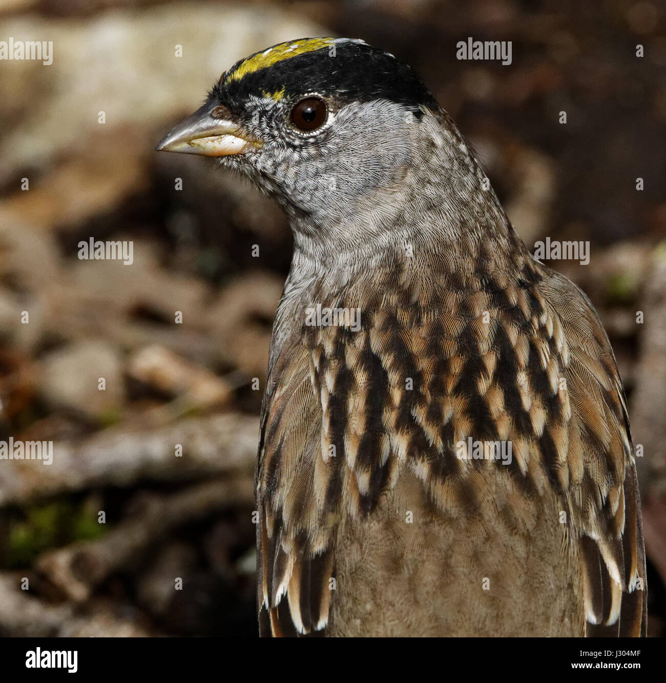 Song sparrow british columbia hi-res stock photography and images - Alamy