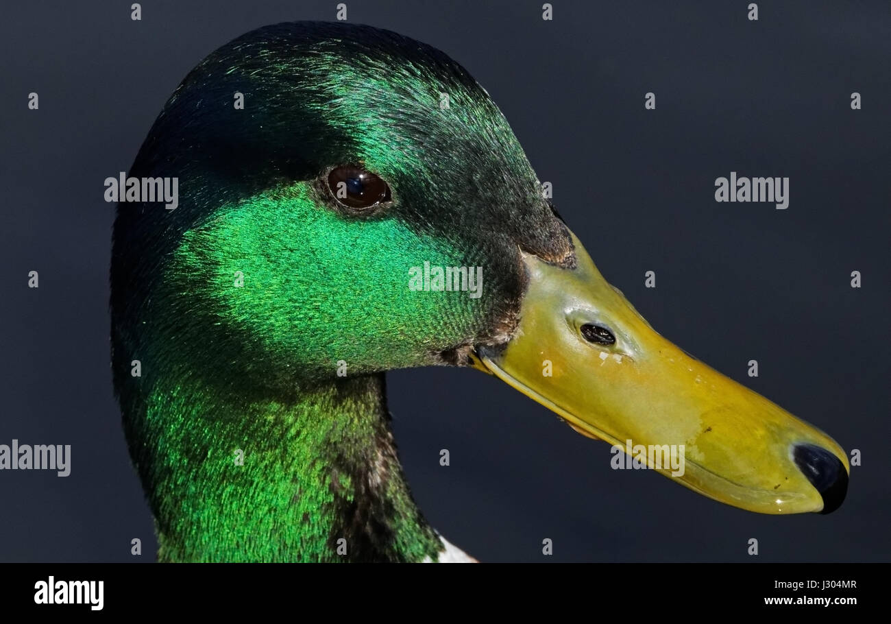 Male Mallard Duck Portrait Stock Photo - Alamy
