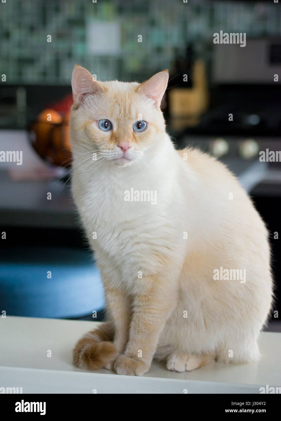 White flamepoint Siamese cat Stock Photo - Alamy
