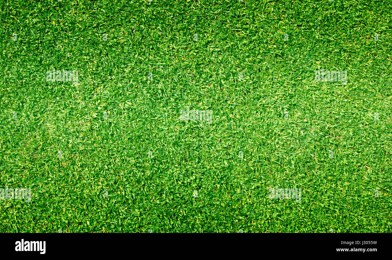 grass background Golf Courses green lawn pattern textured background ...