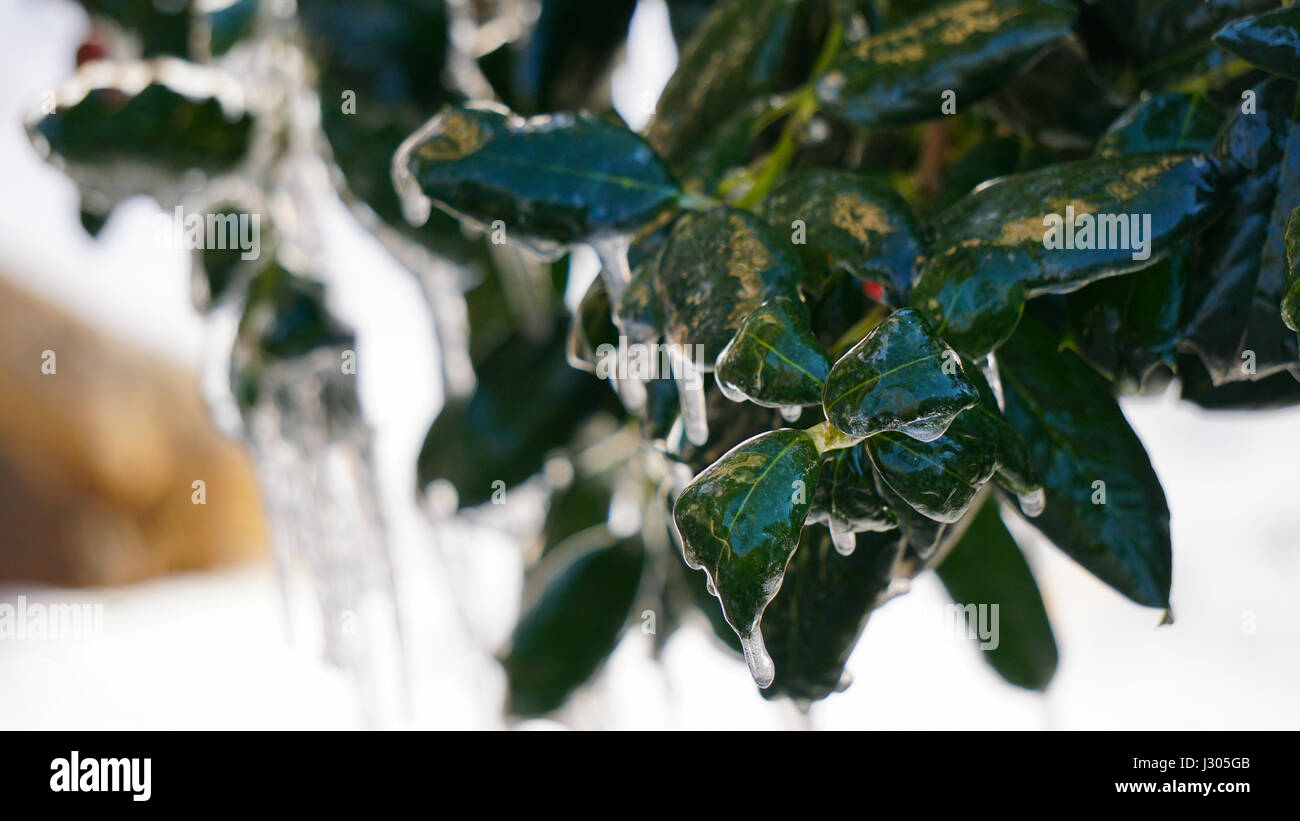 Explore bush hi-res stock photography and images - Alamy