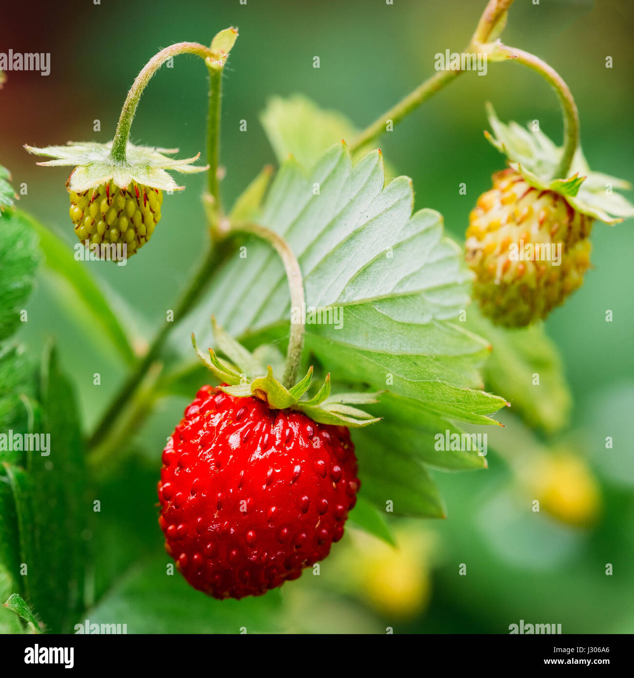 Wild strawberries hi-res stock photography and images - Alamy