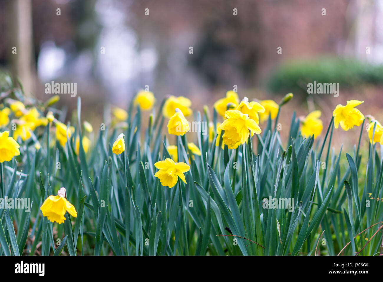 Day view of new daffodils outdoor town Stock Photo - Alamy