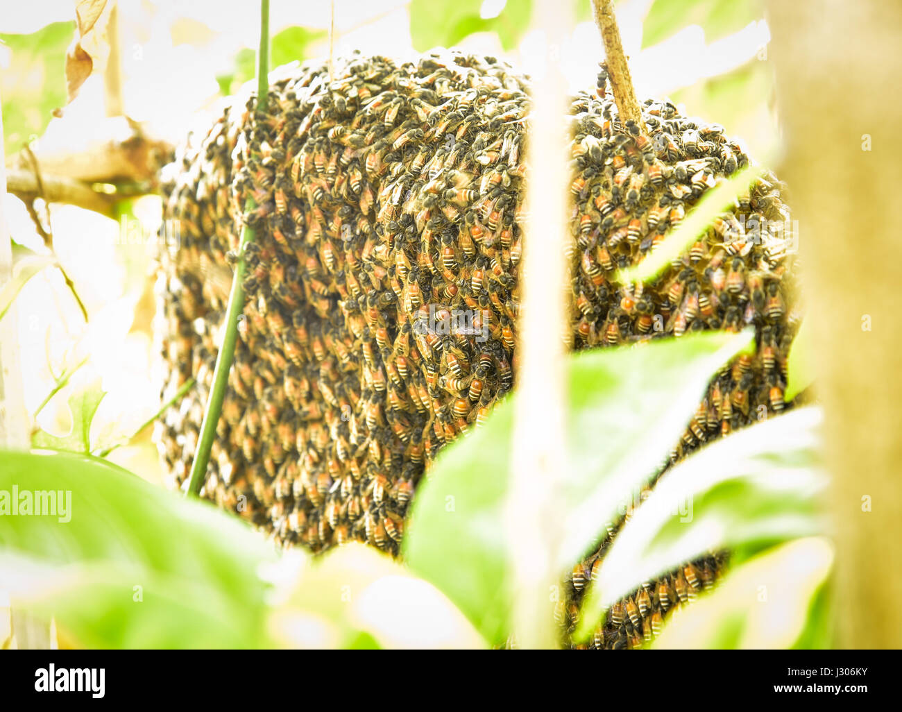Bees and honey Stock Photo - Alamy